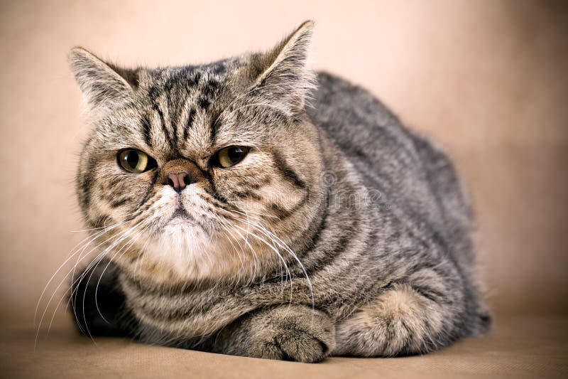 Persische Katze stockfoto. Bild von kätzchen, reinrassig - 8880450
