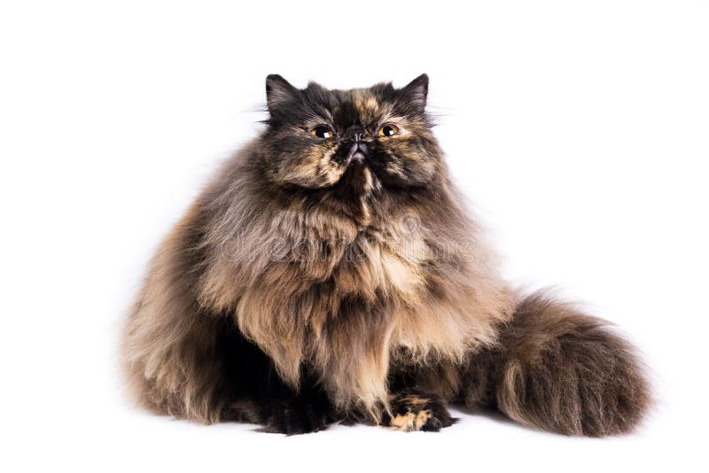 Persische Katze stockfoto. Bild von kätzchen, reinrassig - 8880450