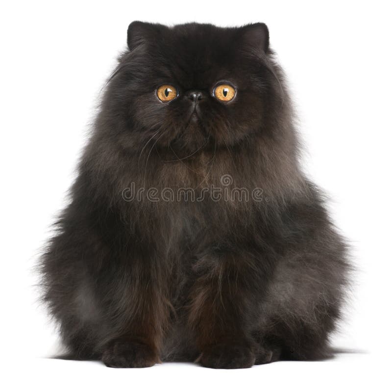 Persische Katze, 9 Monate Alte Stockfoto - Bild von haarig, katzenartig ... Persische Katze, 9 Monate Alte Stockfoto - Bild von haarig, katzenartig ...