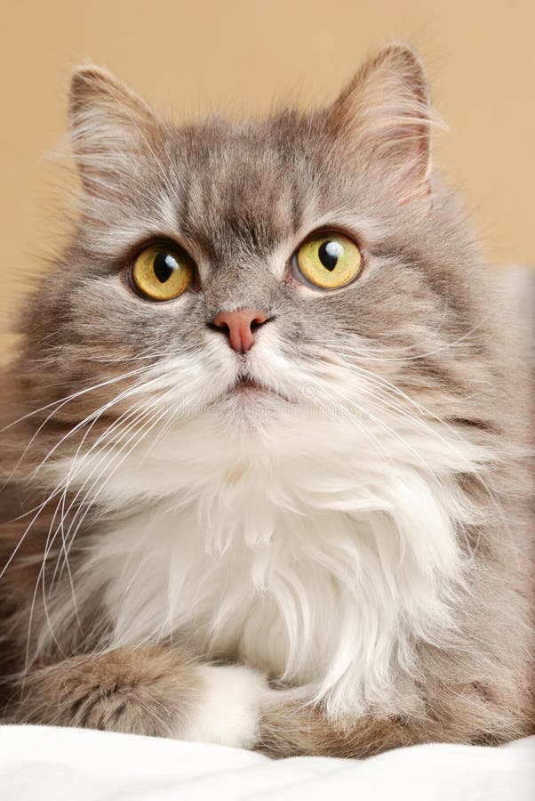 Persische Katze auf Bett stockbild. Bild von tier, bezaubern - 14148601