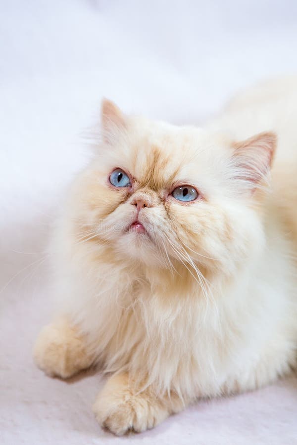 Persische Katze Ein Heller Hintergrund Stockbild - Bild von farbe ...