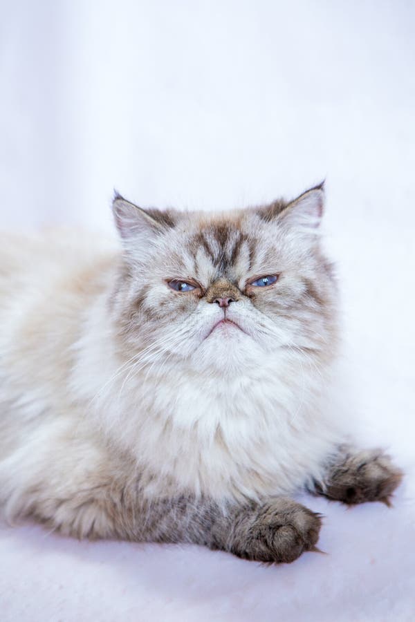 Persische Katze Ein Heller Hintergrund Stockbild - Bild von punkt ...