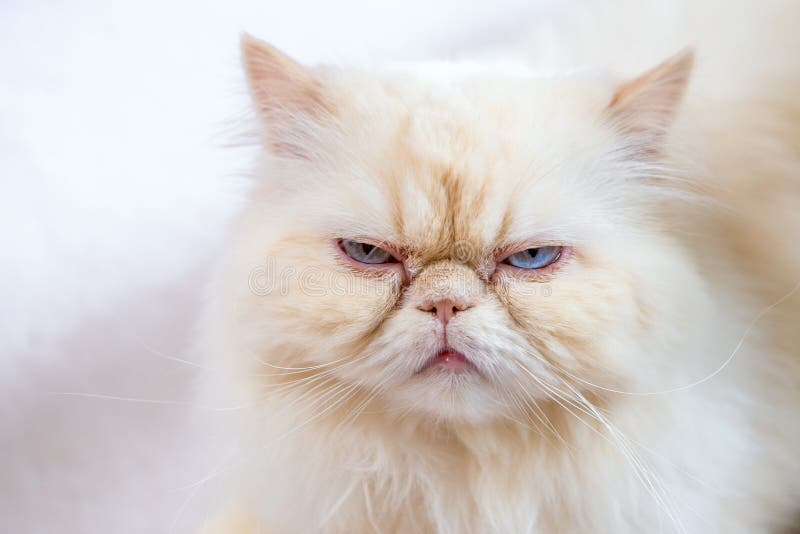Persische Katze Ein Heller Hintergrund Stockbild - Bild von augen ...
