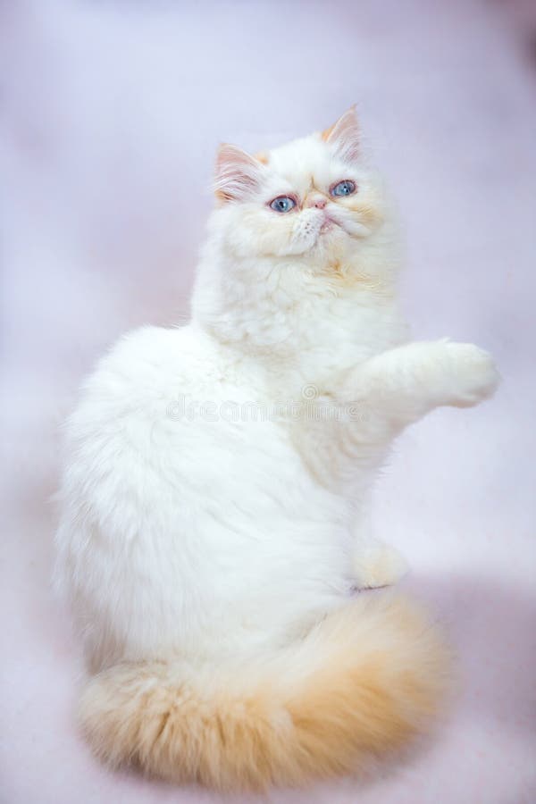 Persische Katze Ein Heller Hintergrund Stockbild - Bild von dichtung ...