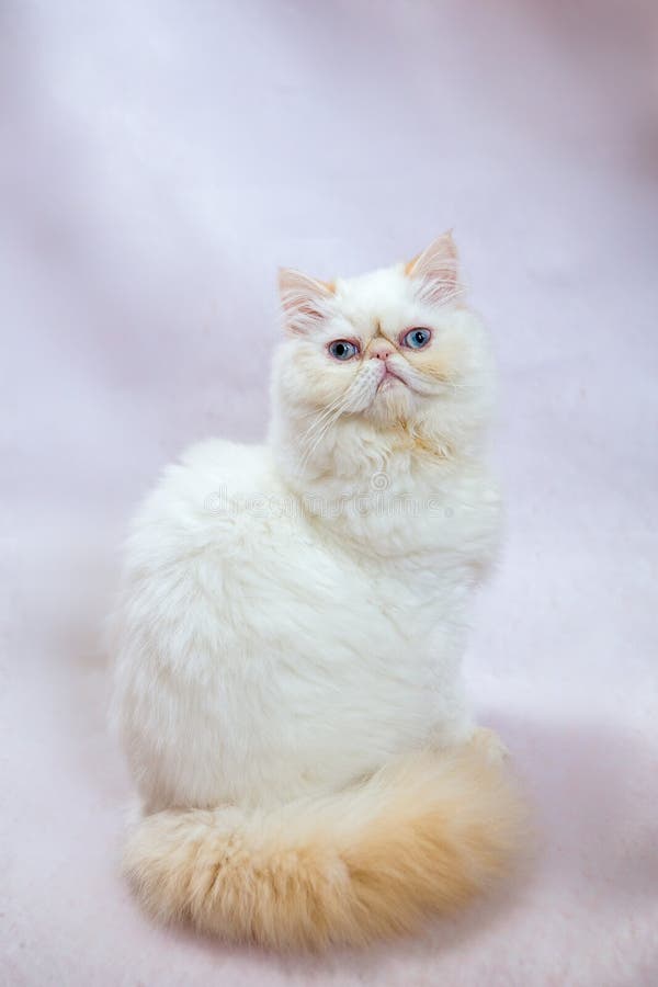 Persische Katze Ein Heller Hintergrund Stockbild - Bild von punkt ...