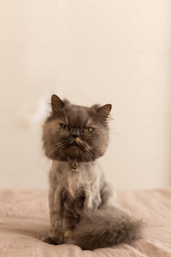 Pflegen Der Persischen Katze Stockbild - Bild von träumen, schön: 42995249