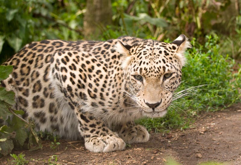 Persischer Leopard, Biblischer Zoo Jerusalems In Israel Stockfoto ...