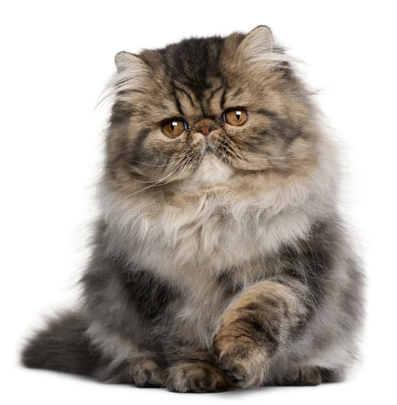 Persische Katze, 19 Monate Alte Stockbild - Bild von horizontal, lügen ...