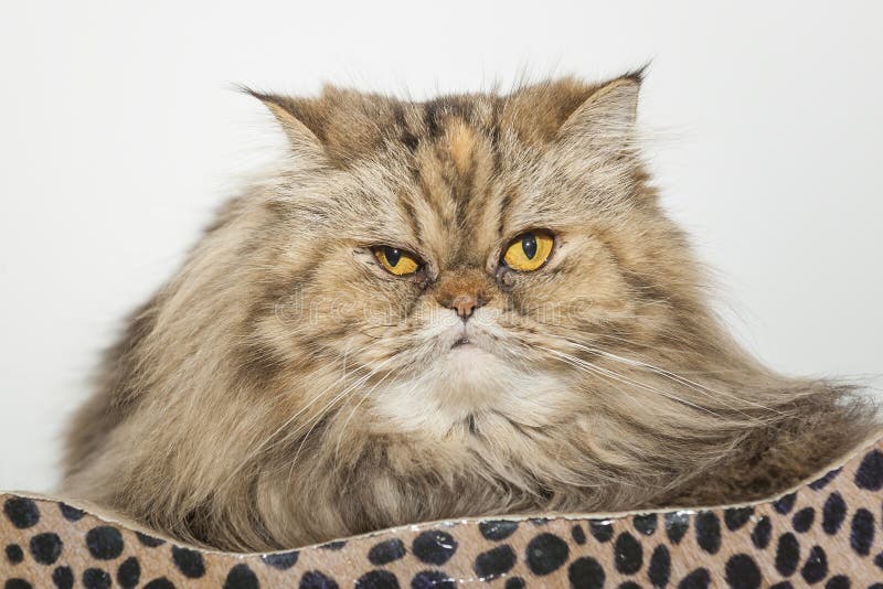 Persisk katt fotografering för bildbyråer. Bild av vän - 65398109