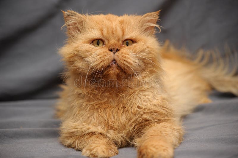 Rödhårig perserkatt arkivfoto. Bild av pedicured, vänskapsmatch - 25996106