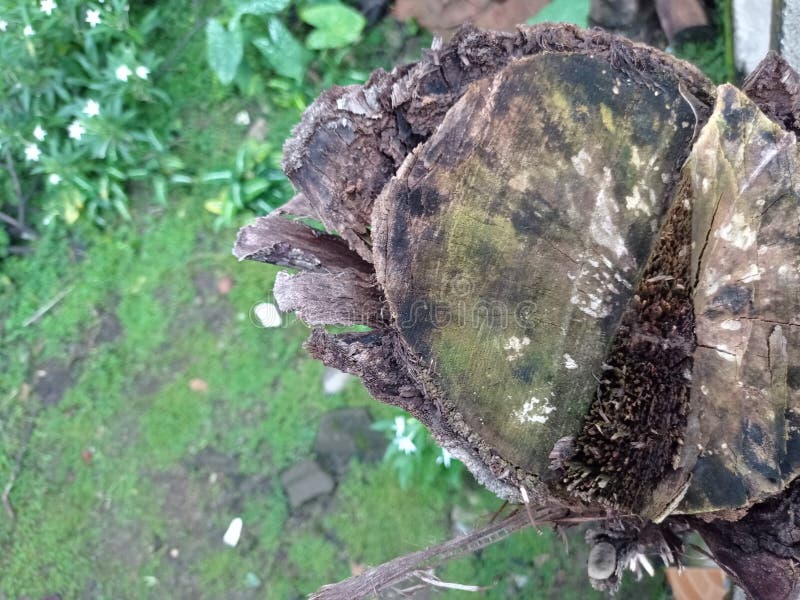 Persistent Dead Trees Stock Photos - Free & Royalty-Free Stock Photos ...