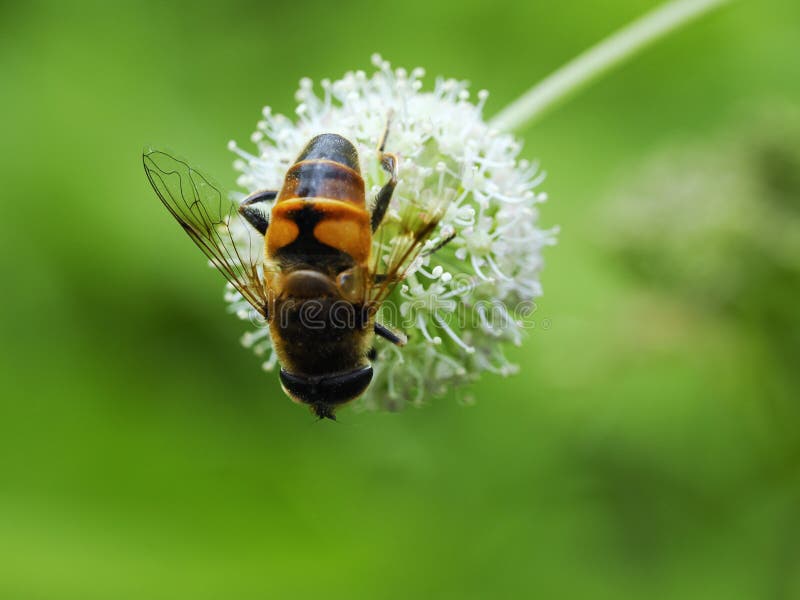 The Persistent Manure Eristalis Tenax is Also a Fly Stock Photo - Image ...