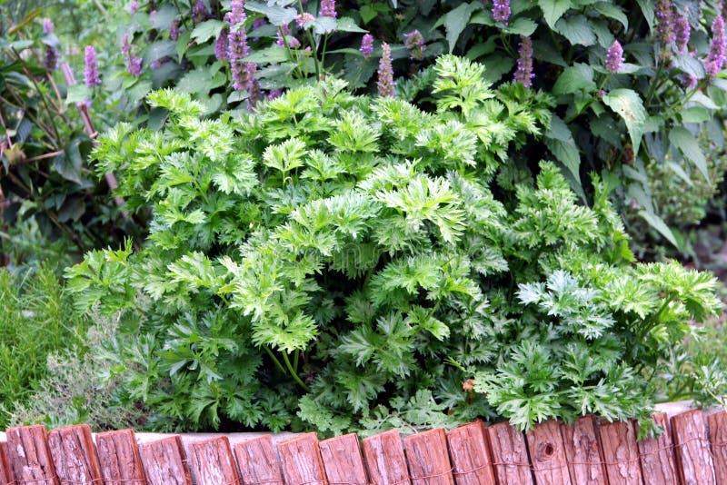 Erbe E Base Aromatica Del Giardino Delle Piante Immagine Stock ...