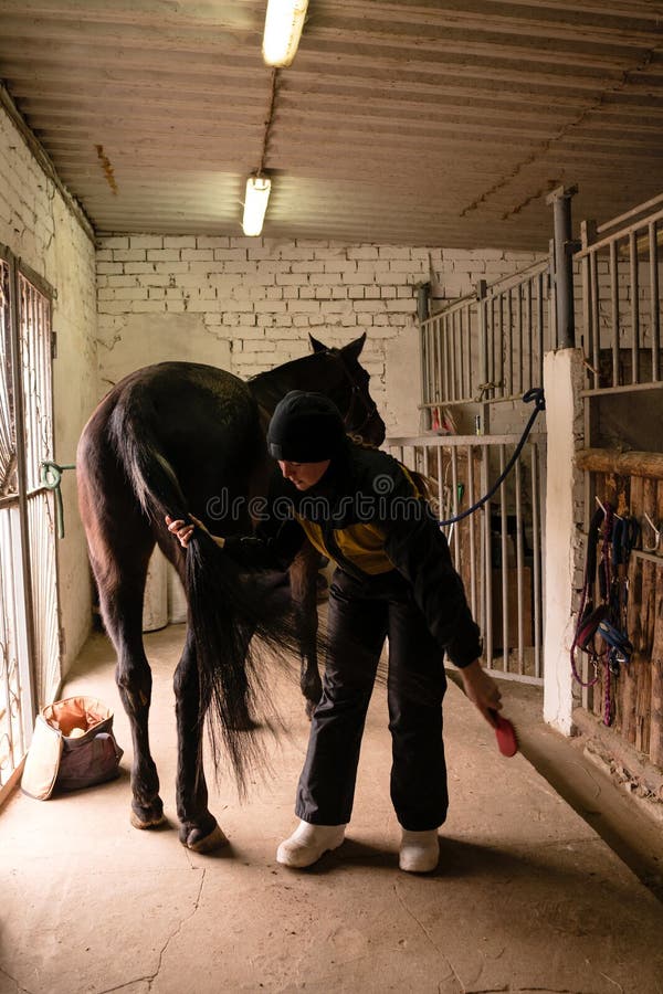 Person Brushing Horse S Tail in Stable Stock Photo - Image of person ...