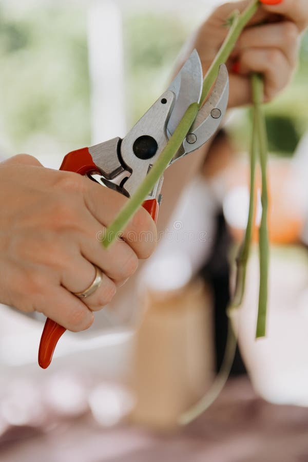 A Person is Carefully Cutting a Plant Using a Pair of Scissors Stock ...