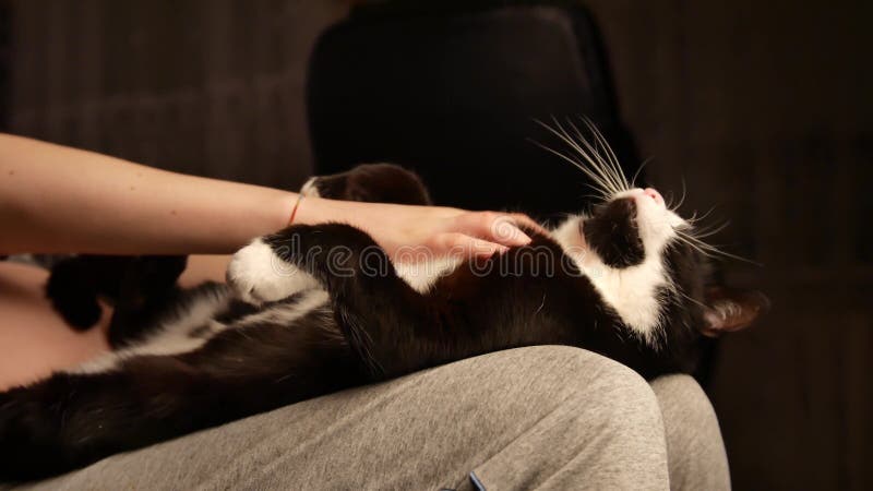 Person Caressing Belly Of Cute Kitty Cat Sleeping On Legs While Female