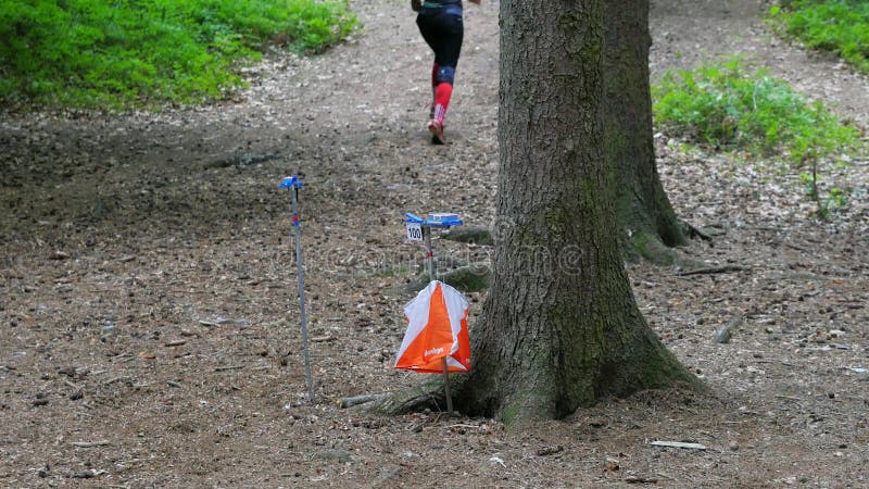Person Checks Data Chip in Control Point Device. Orienteering Run ...