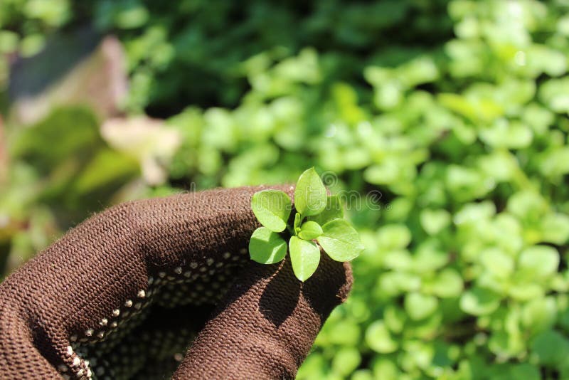 A Person Who Weeds in the Garden Stock Image - Image of stellariamedia ...
