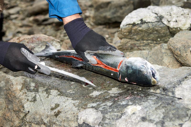 Person Cutting Fresh Fish with Knife Stock Photo - Image of marine ...