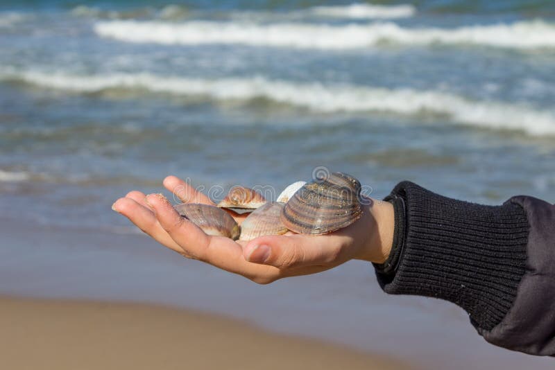 Hand of a Person with Shells from the Beach Stock Photo - Image of ...