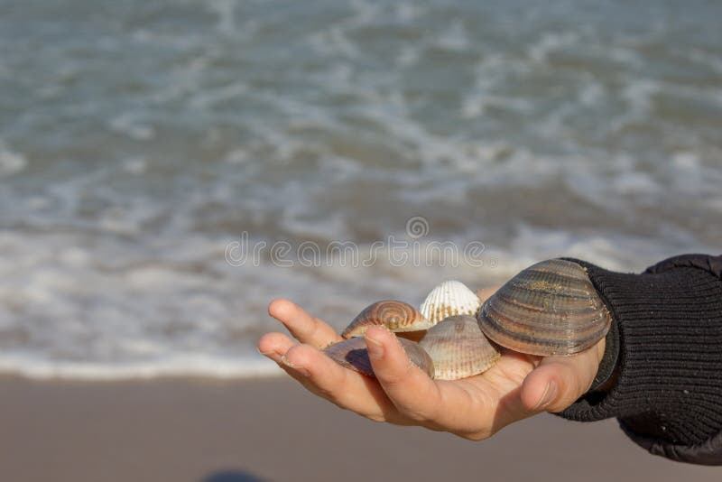 Hand of a Person with Shells from the Beach Stock Image - Image of ...