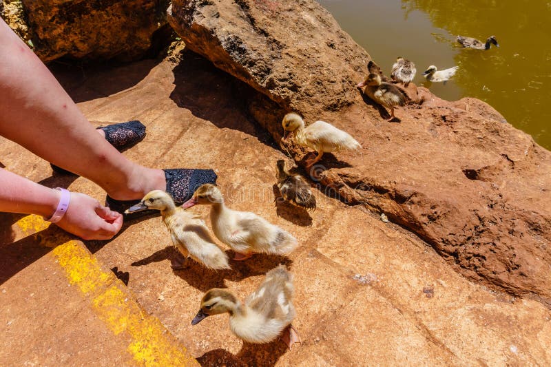 A Person is Feeding Ducks on a Rock Stock Photo - Image of baby ...