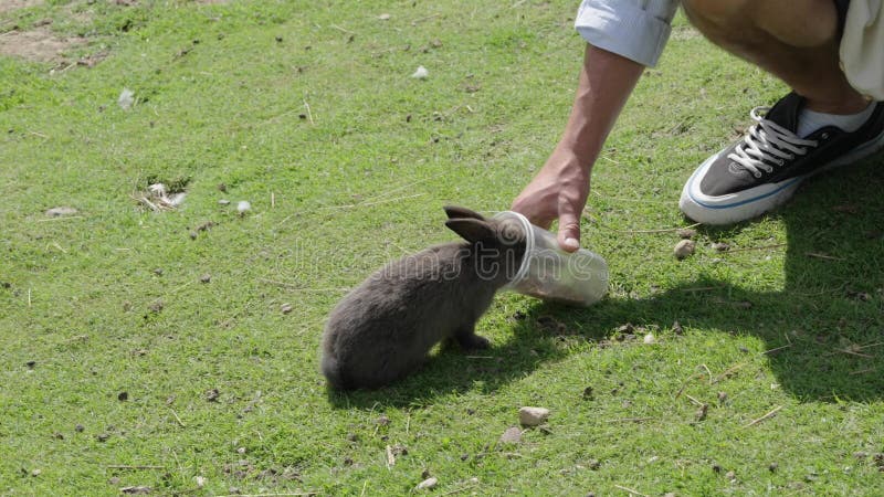 Person Feeding Rabbit from a Bottle in Grassland Environment Stock ...