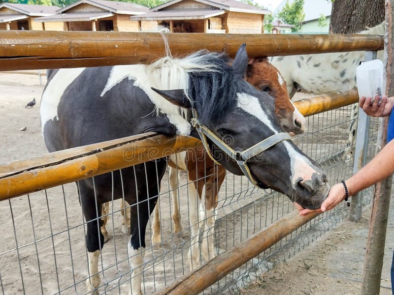 A person feeds a horse stock photo. Image of head, animal - 263184366