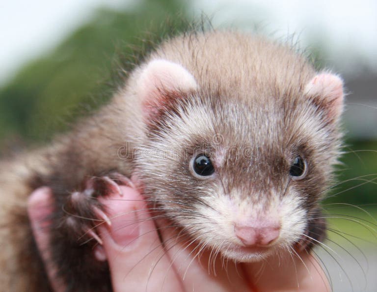 Person with ferret stock photo. Image of animal, alert - 8366138