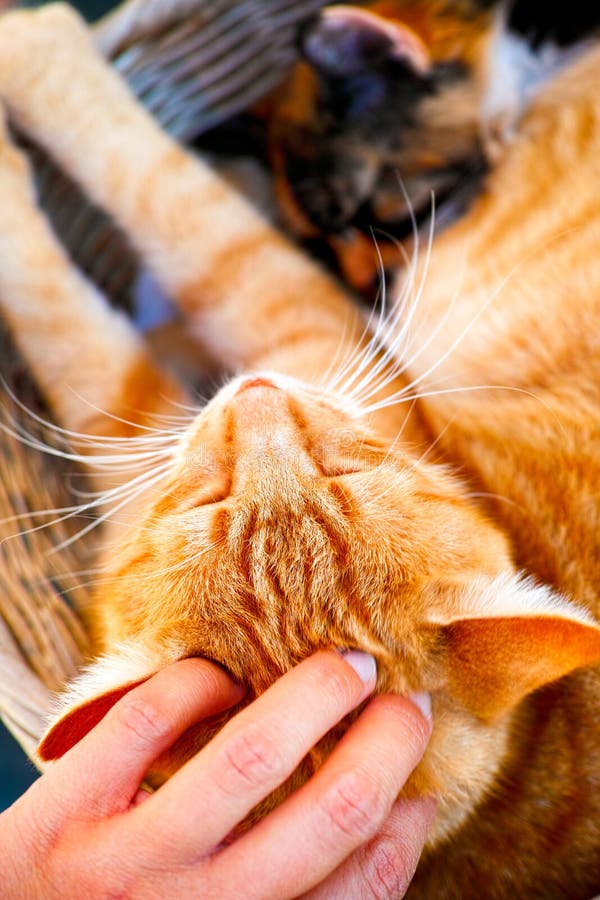 Person Hand Pats Ginger Cat. Stock Photo - Image of basket, care: 120779150