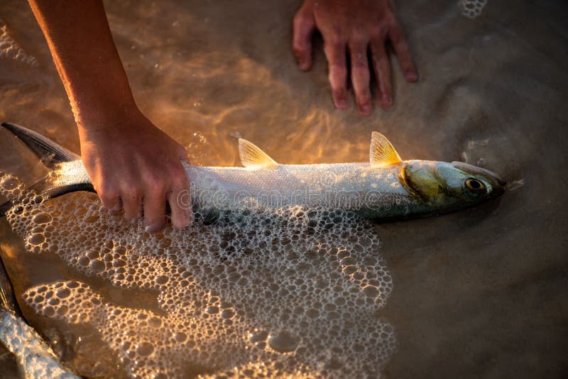 Person Handpicks a Fish Washed Ashore Stock Image - Image of nature ...