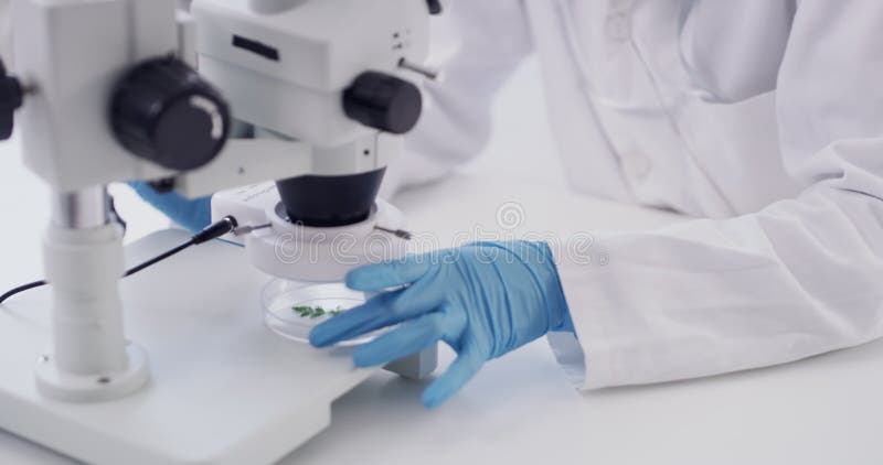 Person Hands, Lab Scientist and Plant Sample with Microscope ...