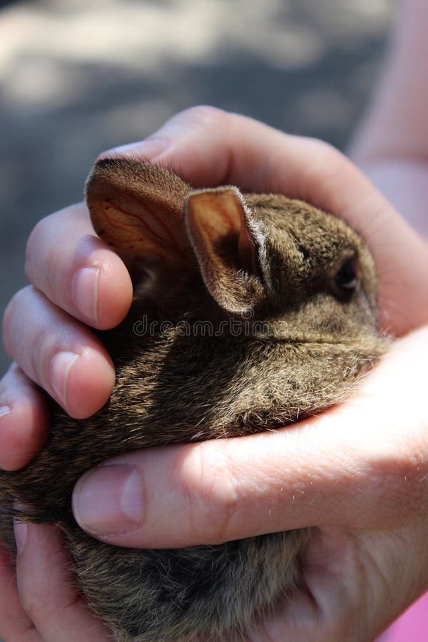 Person Holding Baby Rabbit in Their Hands Stock Image - Image of ...