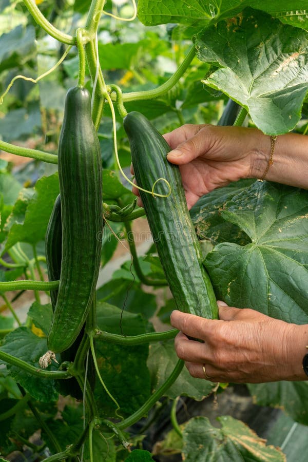 Person is Holding a Cucumber Stock Photo - Image of leaf, diet: 387343158