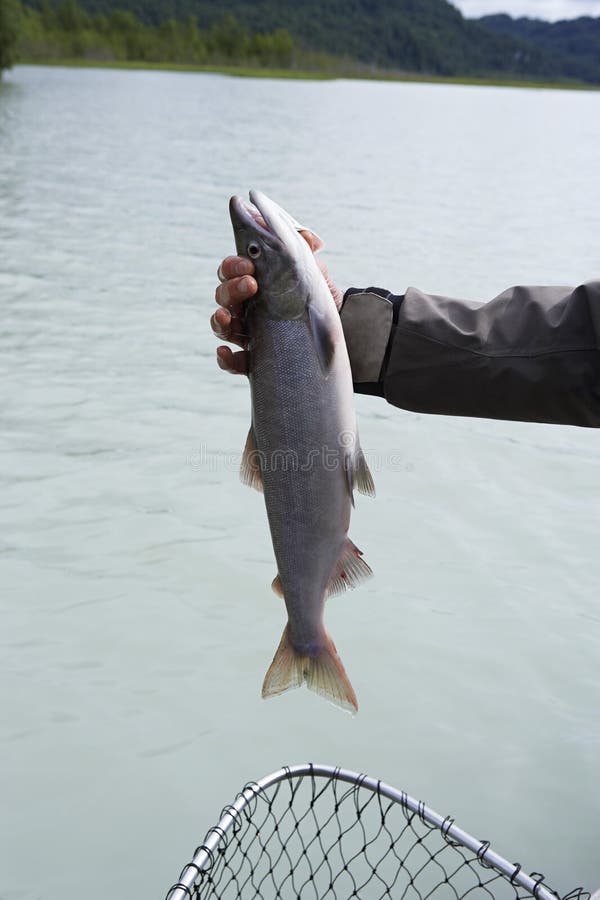 Person Holding Fish Over Net by River Stock Image - Image of pursuit ...