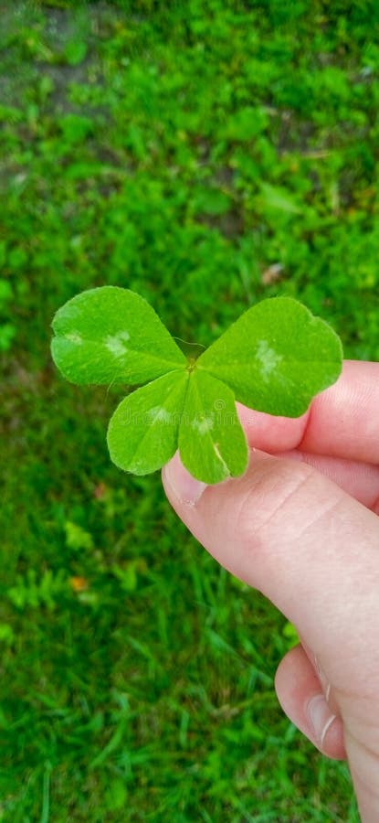A Person Holding a Four Leaf Clover in Their Hand Stock Image - Image ...