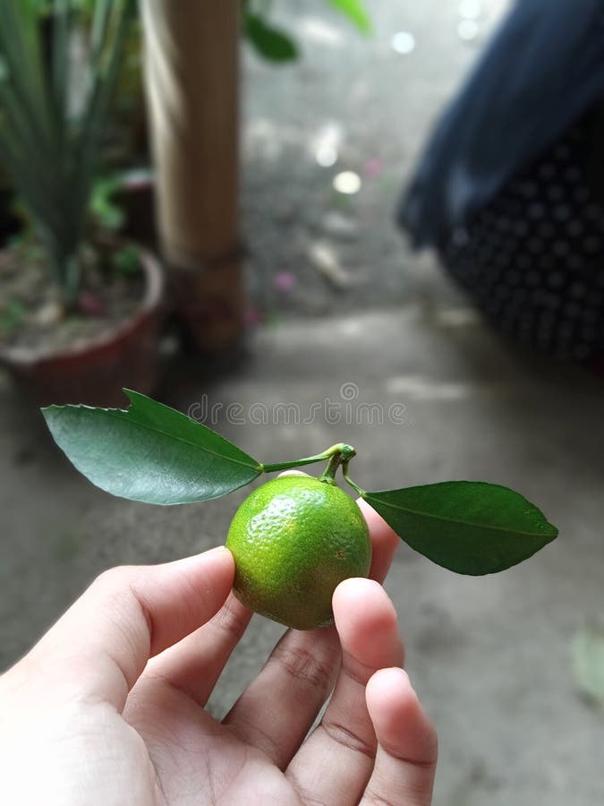 A Person Holding a Green Lemon that Has a Green Leaf on it. Stock Image ...