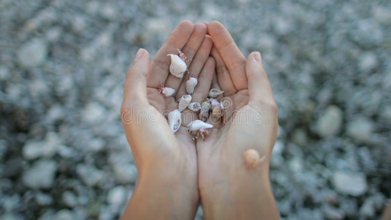 Person Holding Hands in Front of Pile of Shells Stock Video - Video of ...