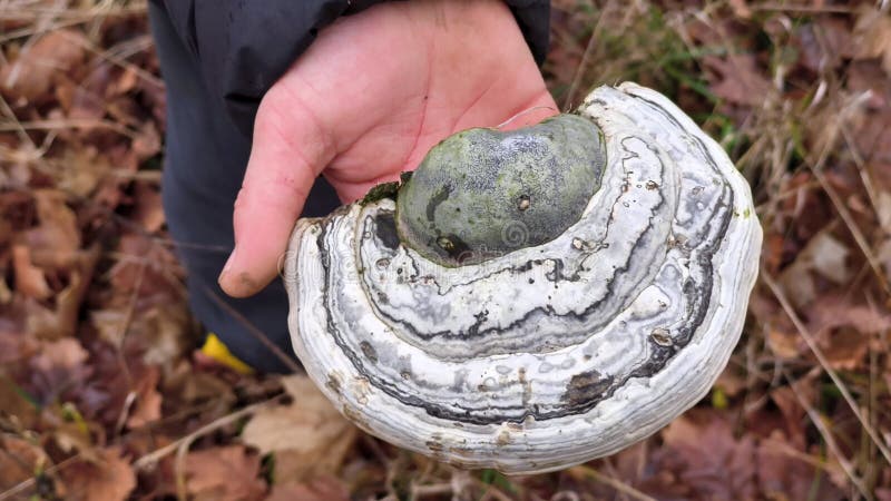 Person Holding a Meal Container with Rice and Meat Stock Footage ...