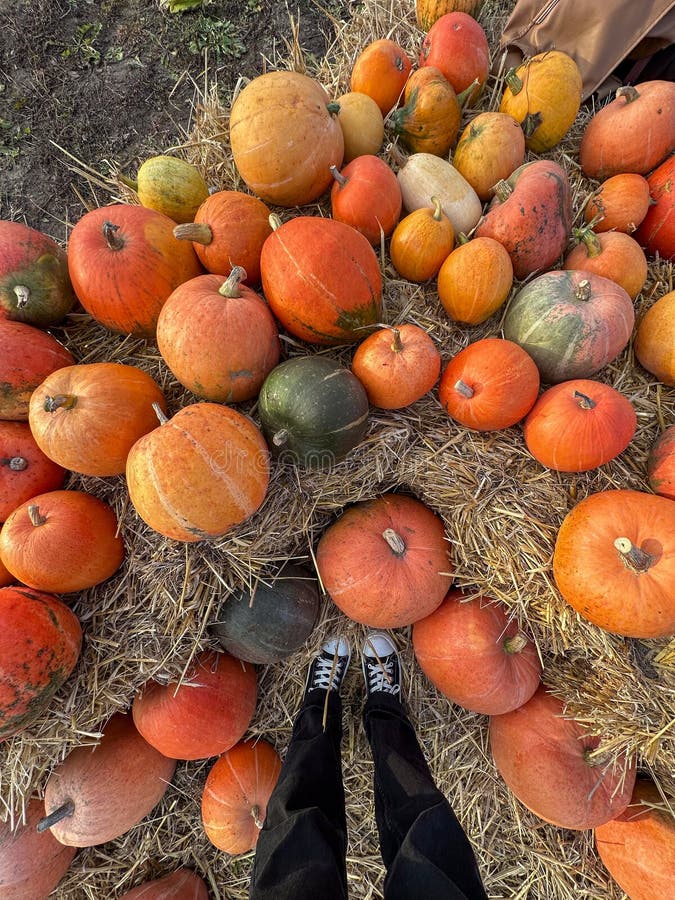 Person Holding a Large Orange Pumpkin by the Stem Stock Photo - Image ...