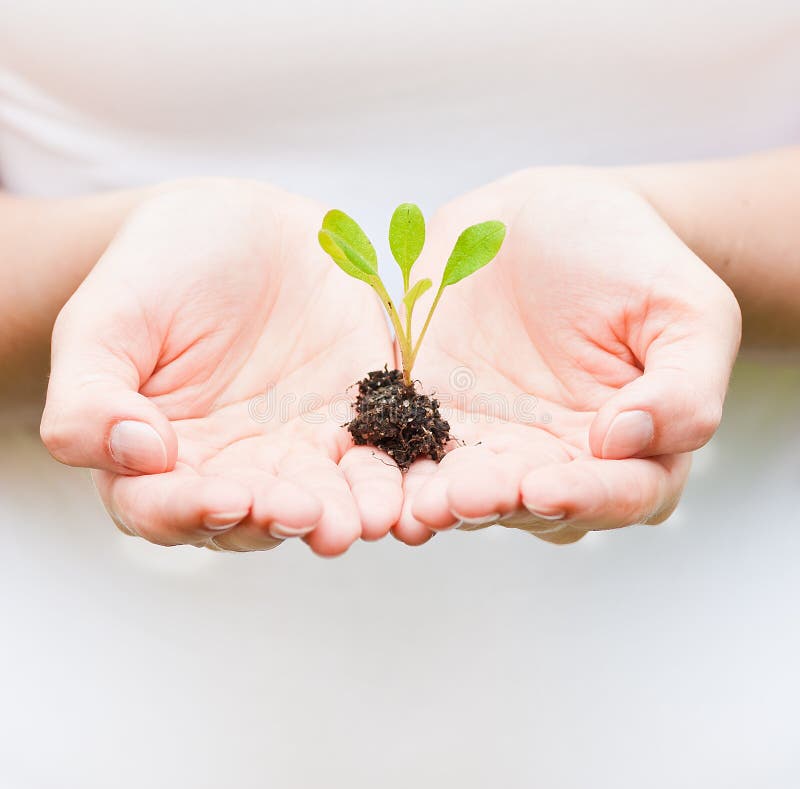 Female Hands Holding Flower Stock Image - Image of gardening, growing ...
