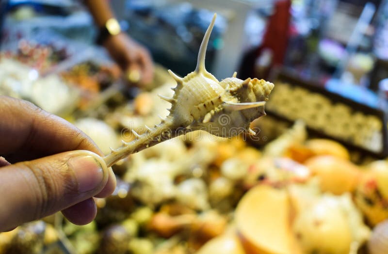 A Person Holding a Small Sea Shell in Front of a Delicate Sea Shell ...