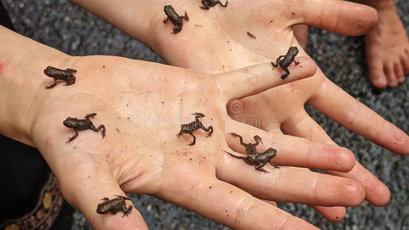 Person Holding Tiny Frogs Over Their Palms Stock Photo - Image of grab ...