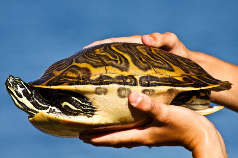 Person holding turtle stock image. Image of bony, blue - 14238781