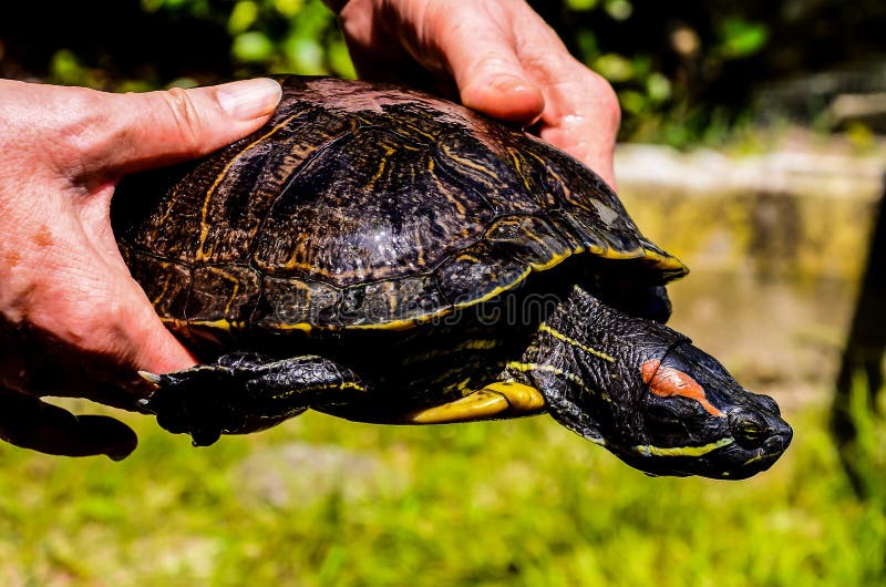 A Person is Holding a Turtle in Their Hand Stock Image - Image of shell ...