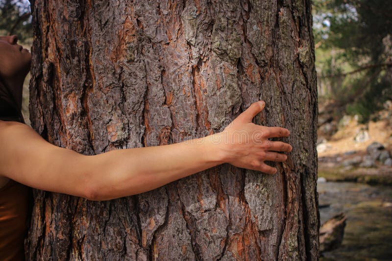 A Person Hugging a Tree in the Middle of the Forest Stock Photo - Image ...