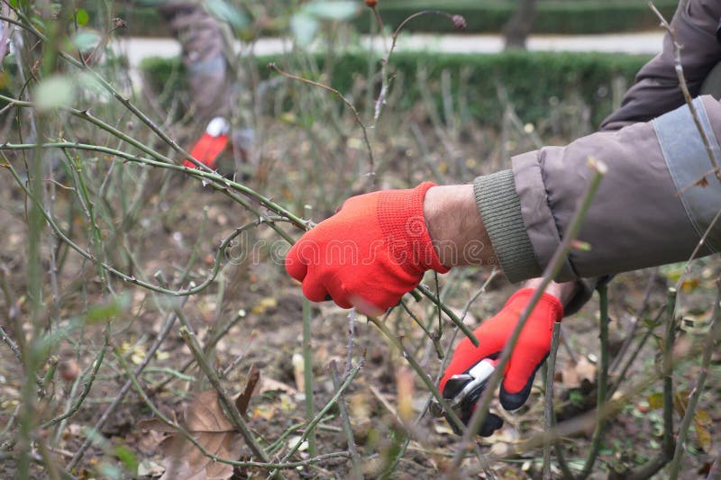 Person Kneeling on Soil, Cutting Tree Branches with Scissors Stock ...