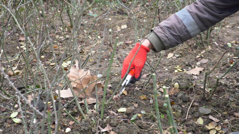 Person Kneeling on Soil, Cutting Tree Branches with Scissors Stock ...