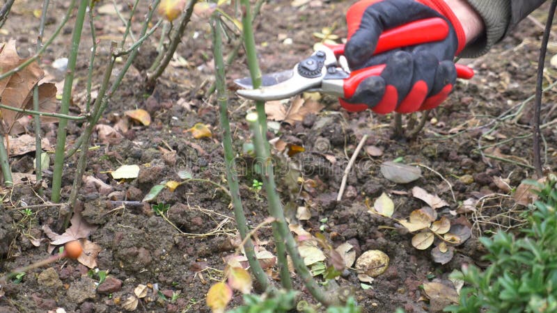Person Kneeling on Soil, Cutting Tree Branches with Scissors Stock ...