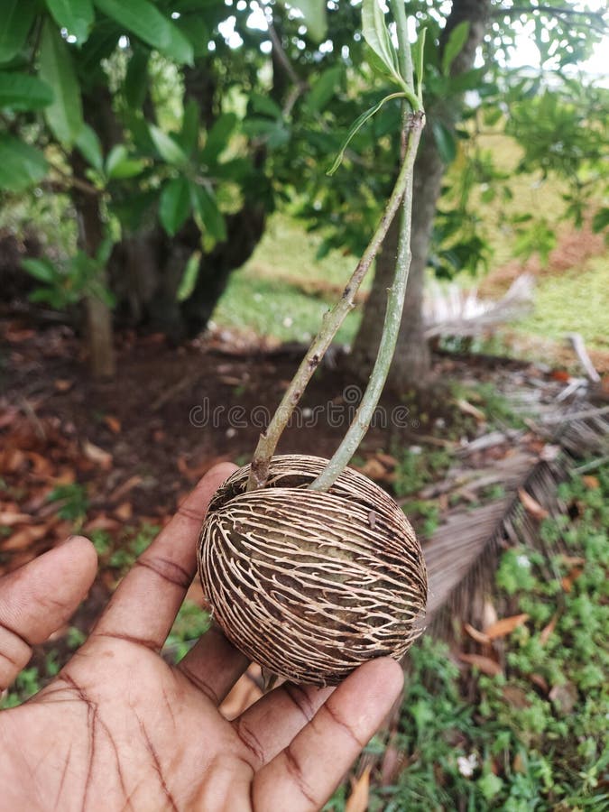A Person Olding Germinated Cerbera Odollam Stock Photo - Image of ...